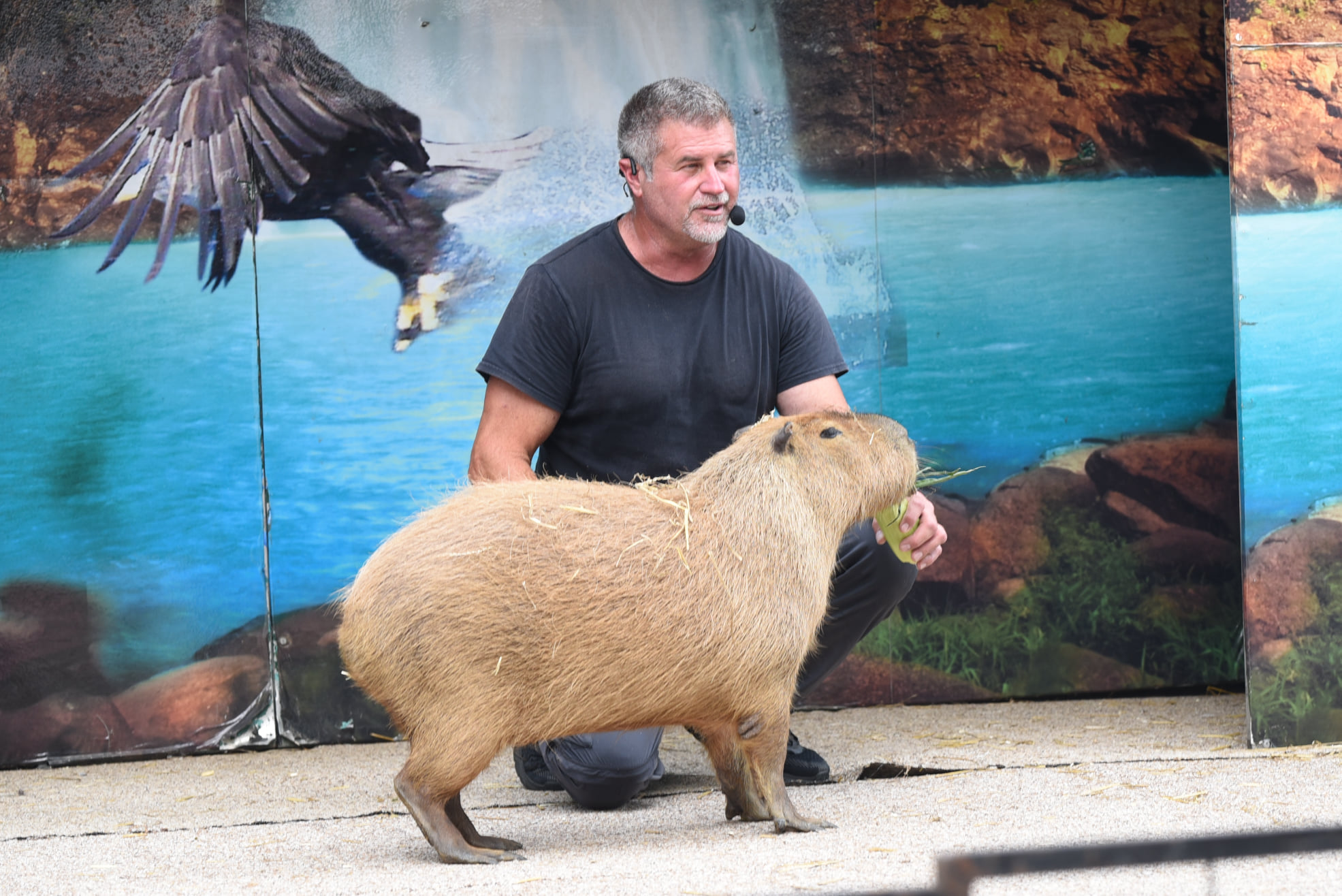 Mitchell County Fair – August 2-6, 2023 – Osage, Iowa